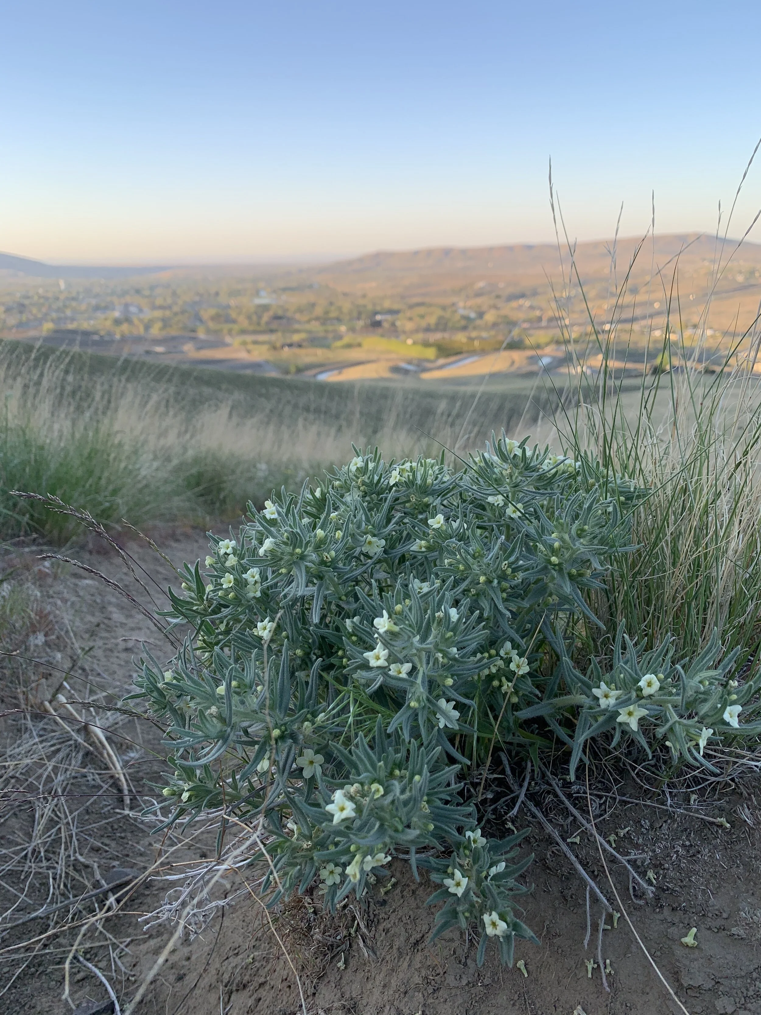 Plant Lists — Columbia Basin Chapter