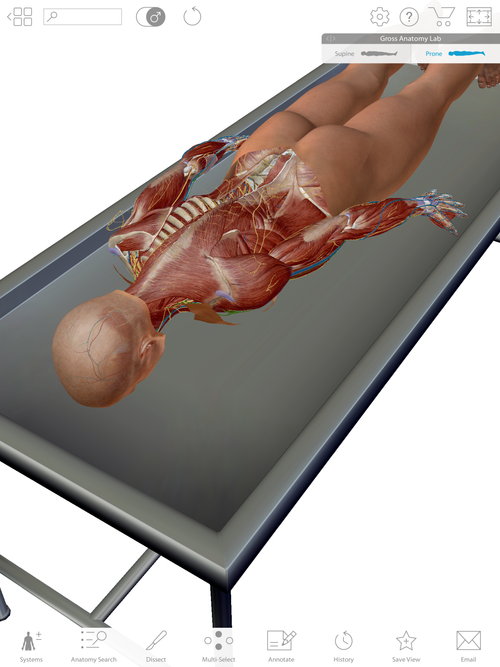 The 10 Best Resources to Learn and Master DPT School Anatomy — Breanna ...
