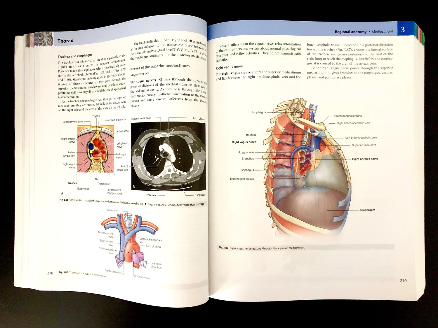 The 10 Best Resources to Learn and Master DPT School Anatomy — Breanna ...