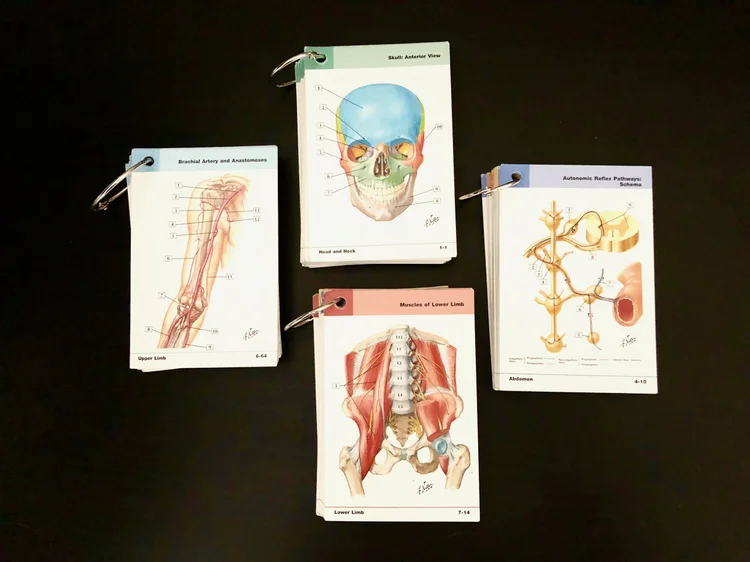 The 10 Best Resources to Learn and Master DPT School Anatomy — Breanna ...