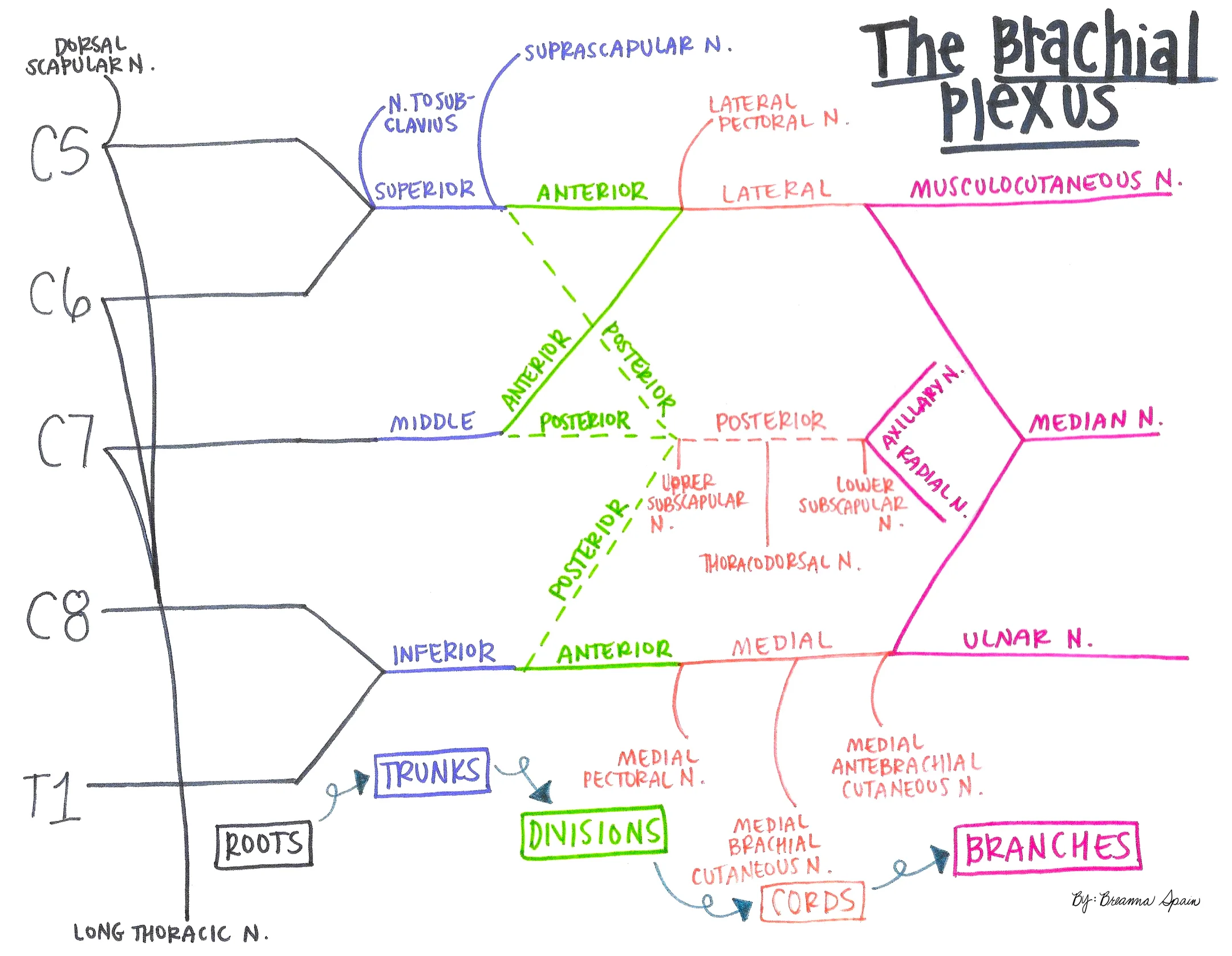 Nerve Drawings // The Brachial Plexus and its Course through the Upper ...