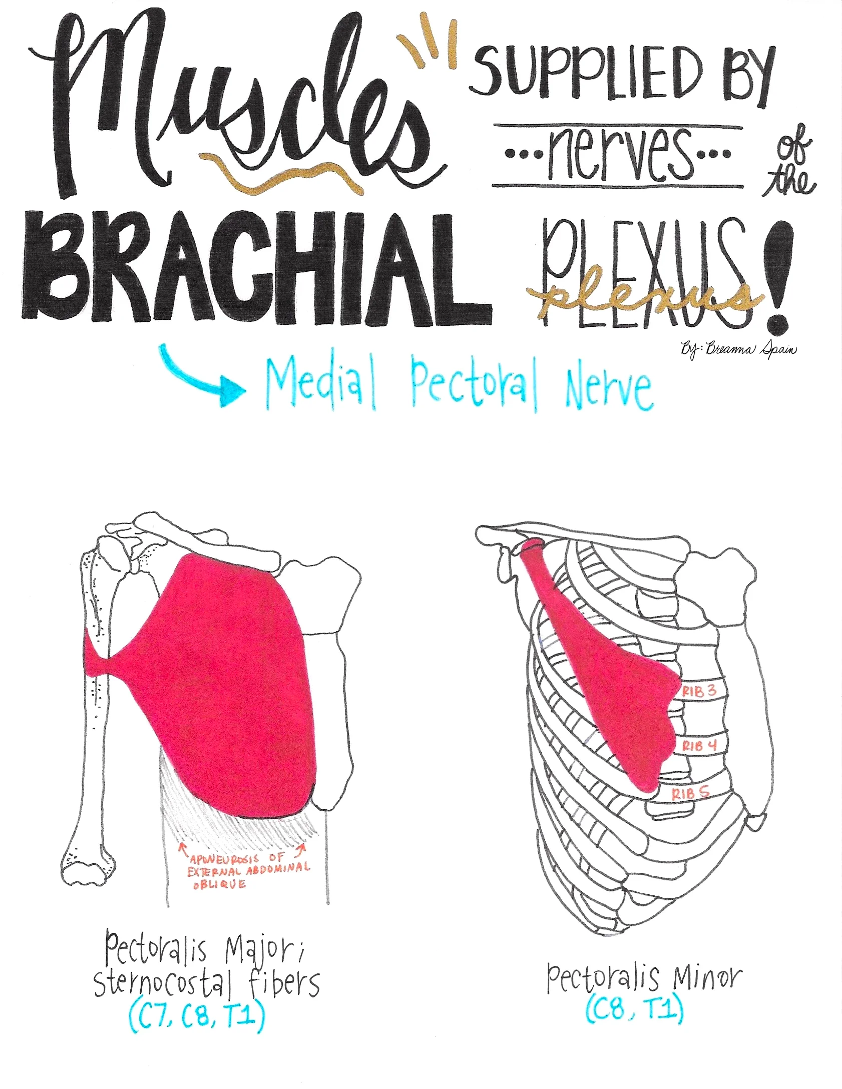 Anatomy Thorax Medial Pectoral Nerves Article - vrogue.co Anatomy Thorax Medial Pectoral Nerves Article - vrogue.co