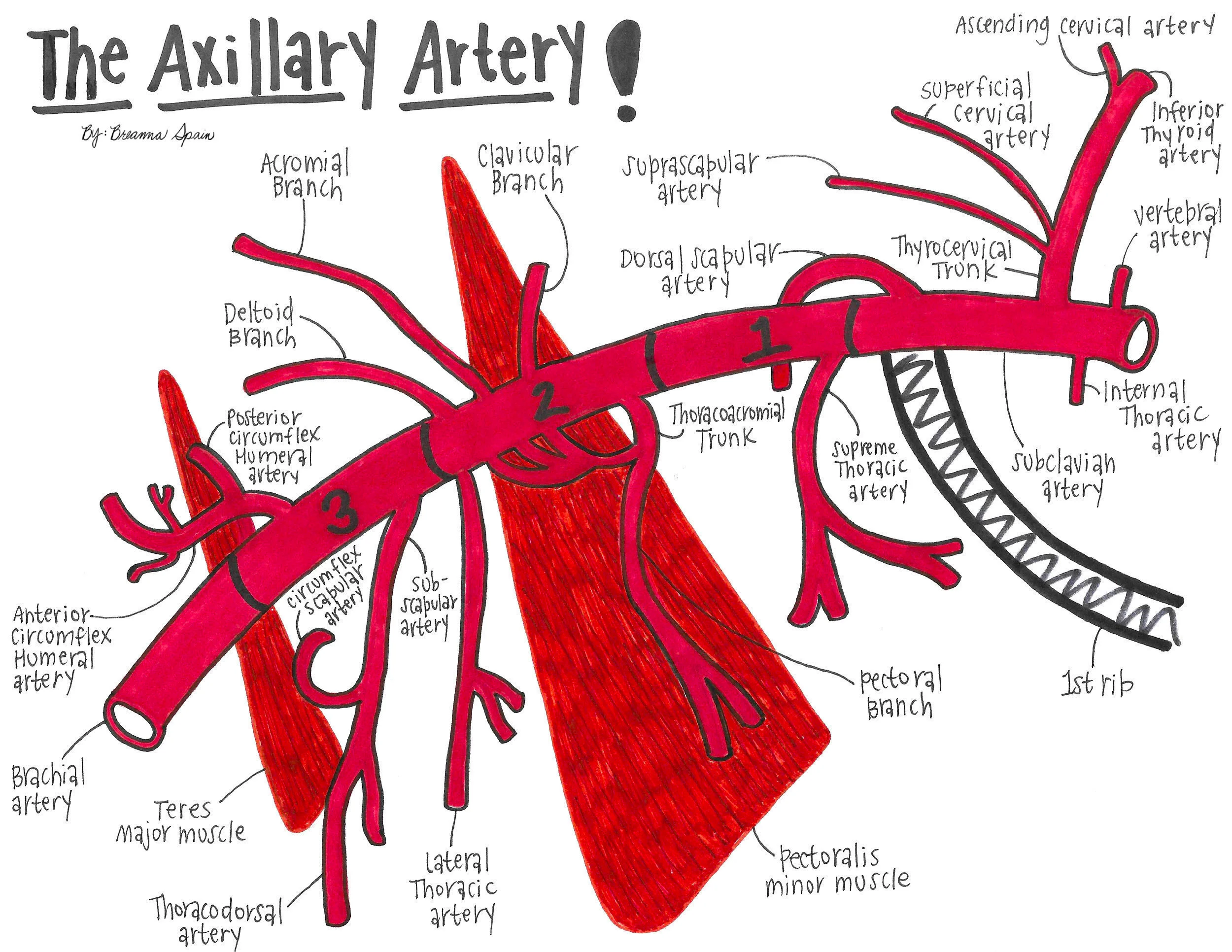 Blood Supply Drawings // The Upper Extremity — Breanna Spain Blog