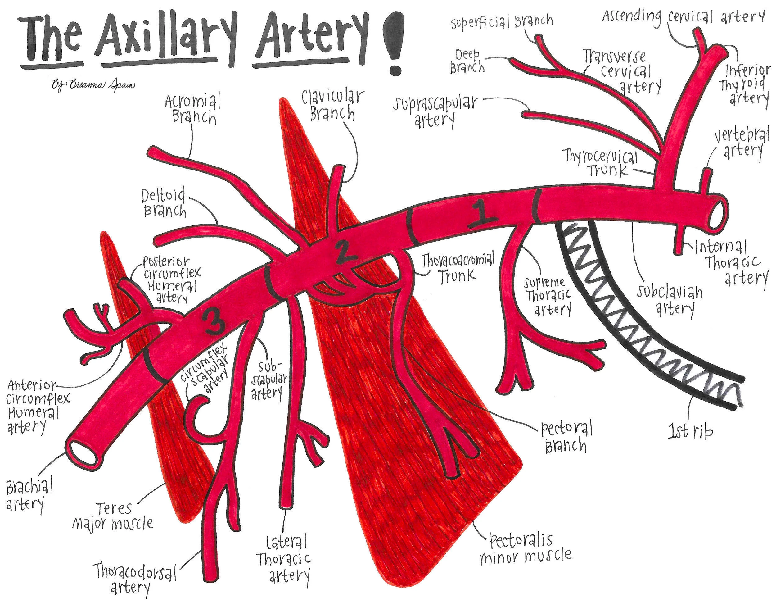 Branches Of Axillary Artery