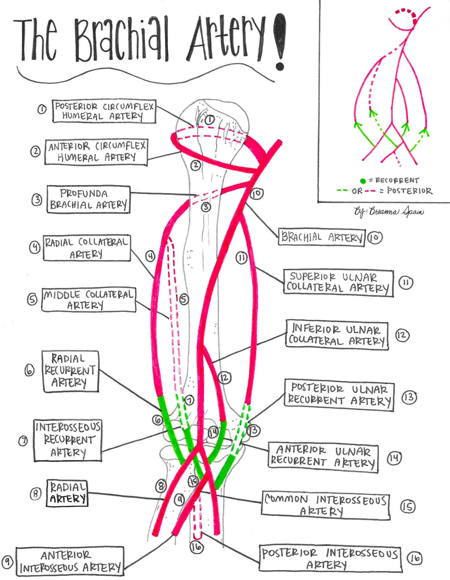 Figure 1 From Axillary Artery Brachial Artery Radial