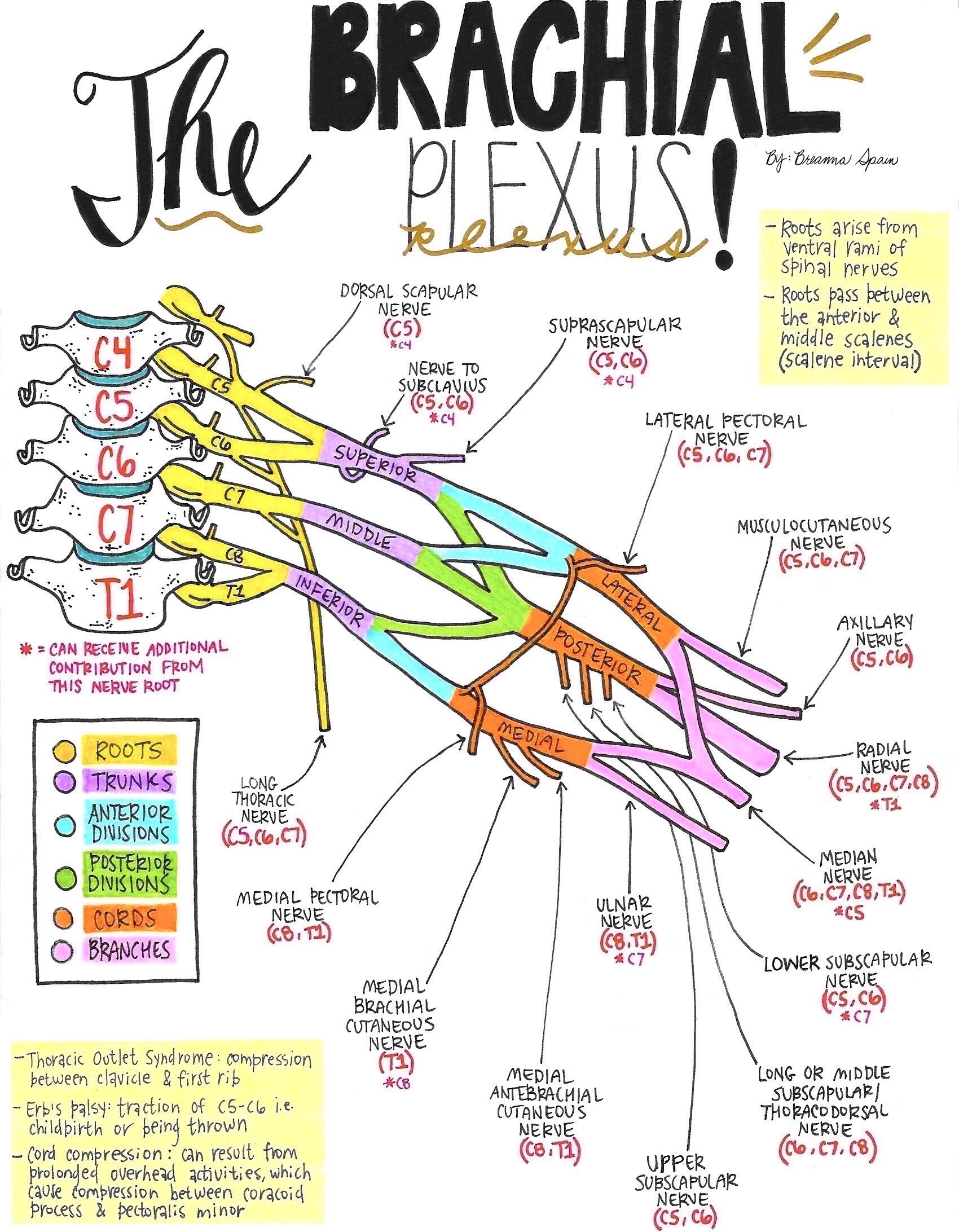 Solution Flowchart For Upper Limb Nerves And Arteries - vrogue.co Solution Flowchart For Upper Limb Nerves And Arteries - vrogue.co