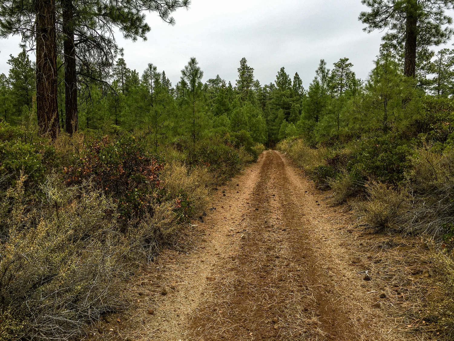 Metolius: Green Ridge + Wizard Falls — Our Mother The Mountain