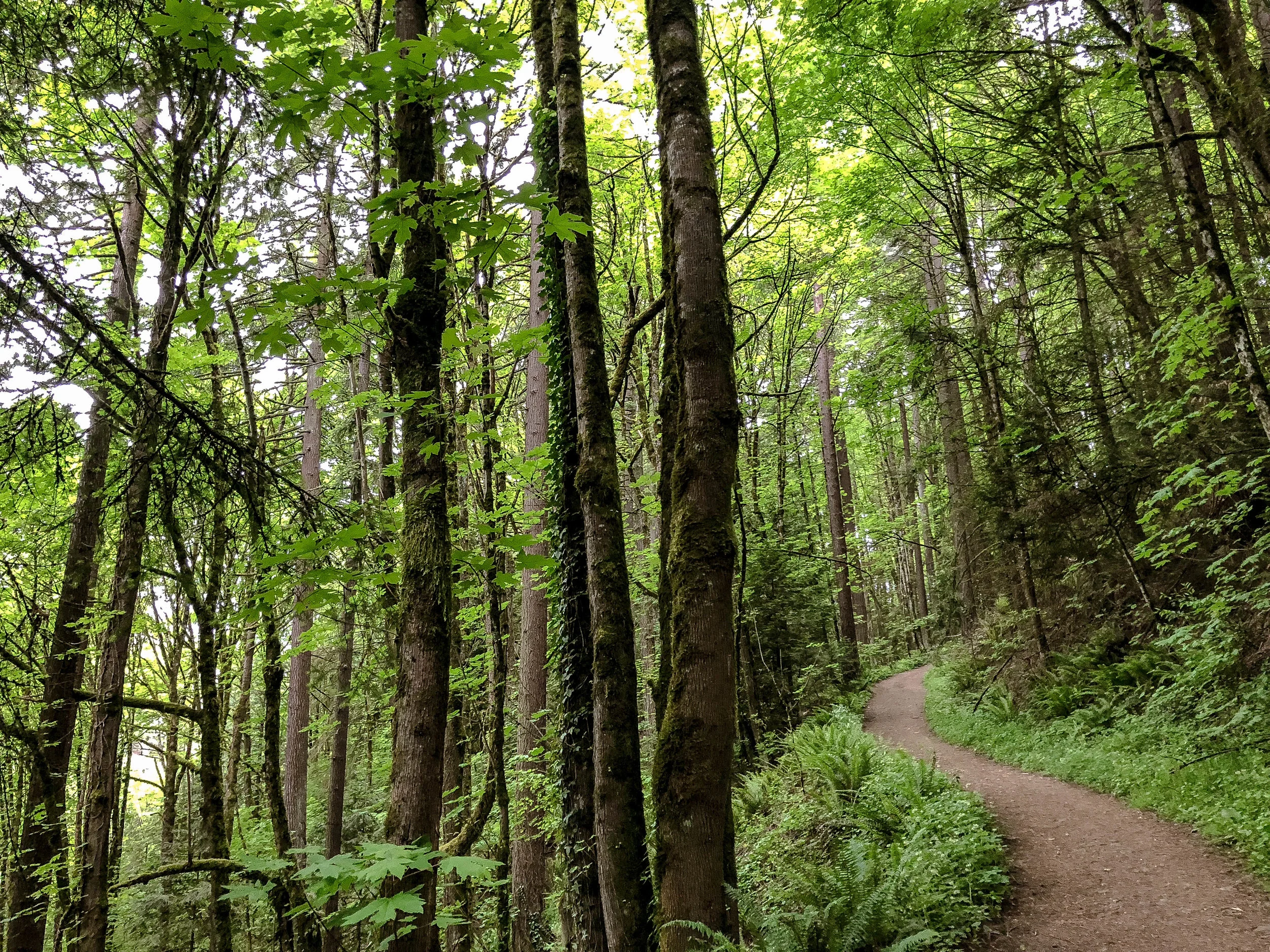 Deep Firelanes: The Best of Forest Park — Our Mother The Mountain
