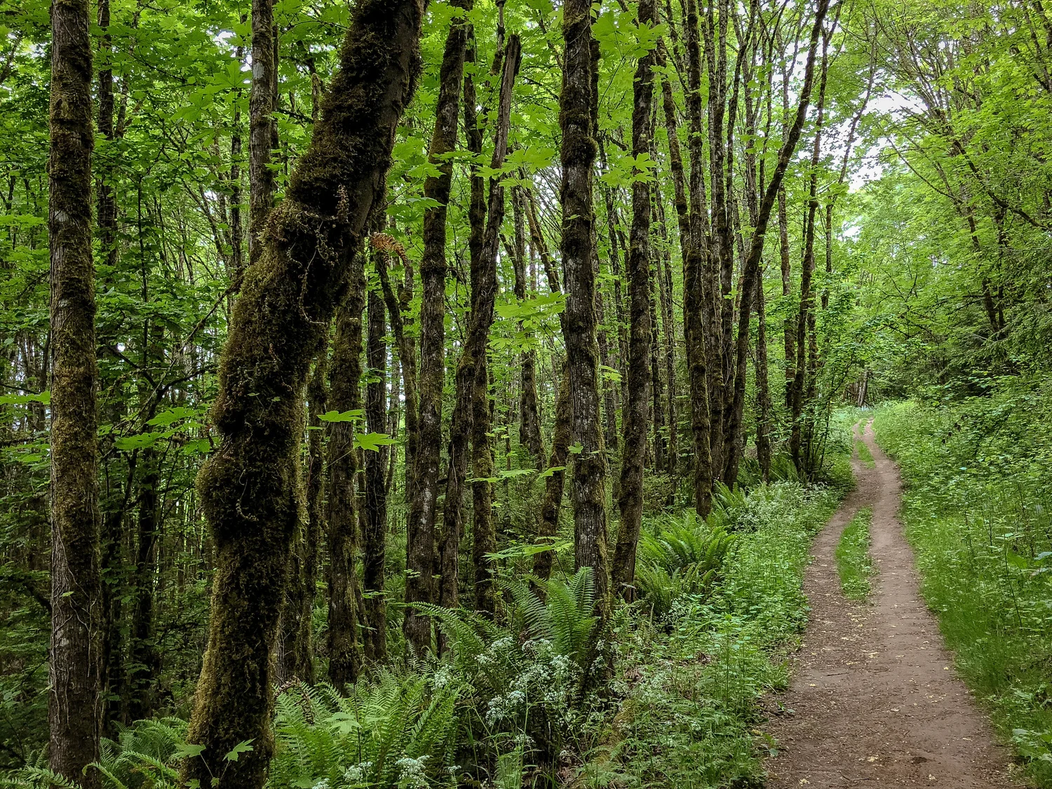 Deep Firelanes: The Best of Forest Park — Our Mother The Mountain