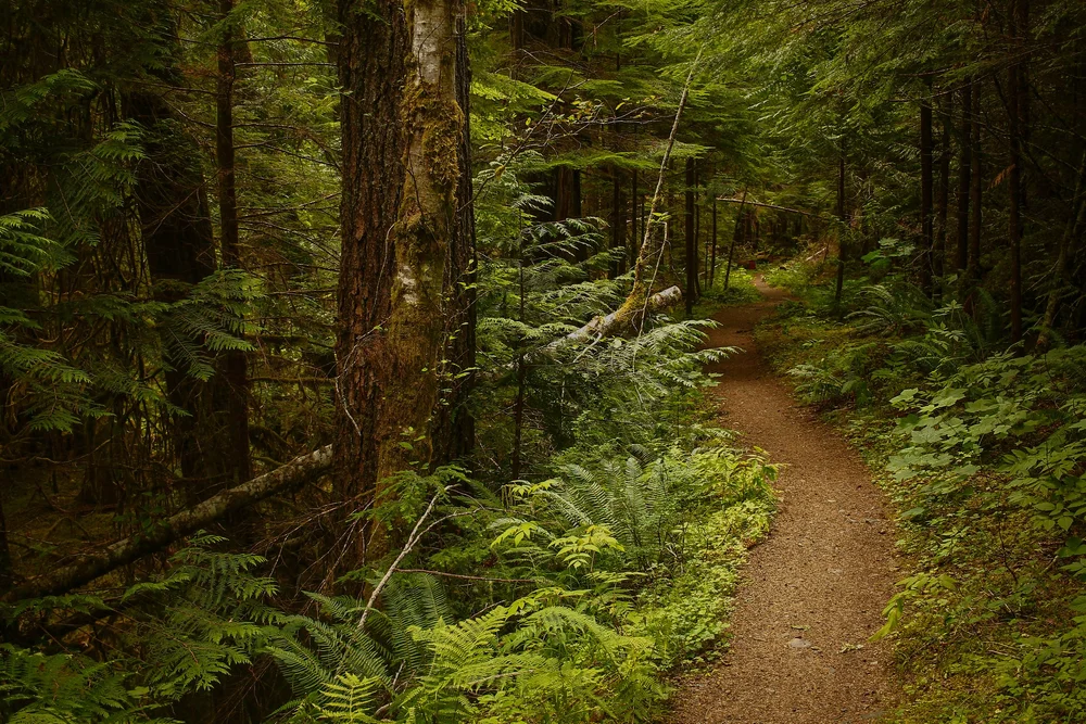 OLYMPIC RANGE: BIG QUILCENE — Our Mother The Mountain