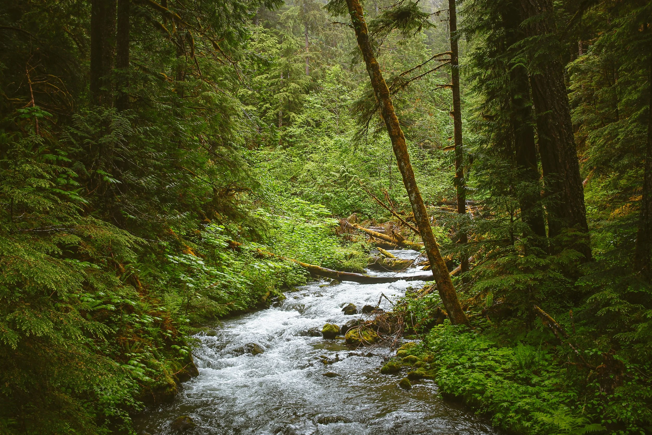 OLYMPIC RANGE: BIG QUILCENE — Our Mother The Mountain