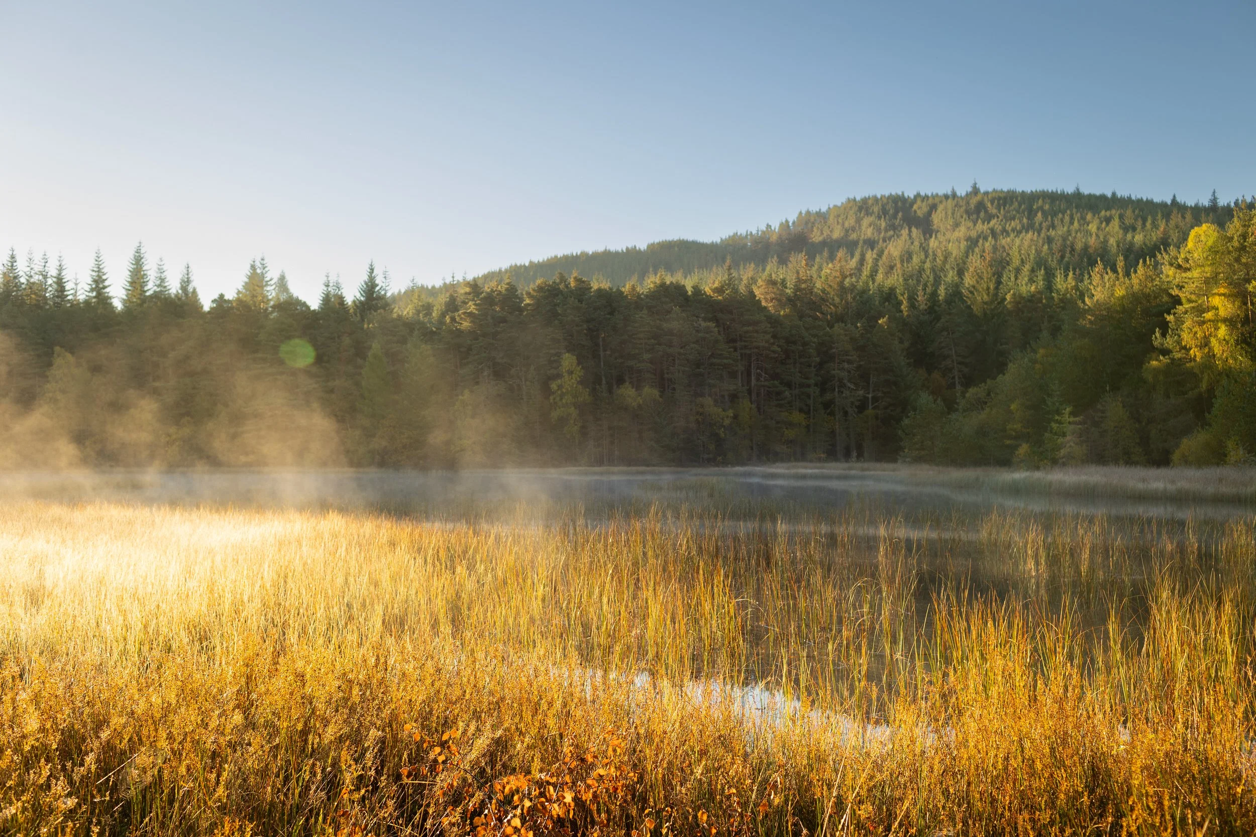 Autumn Light in Royal Deeside — KATRINA STEWART