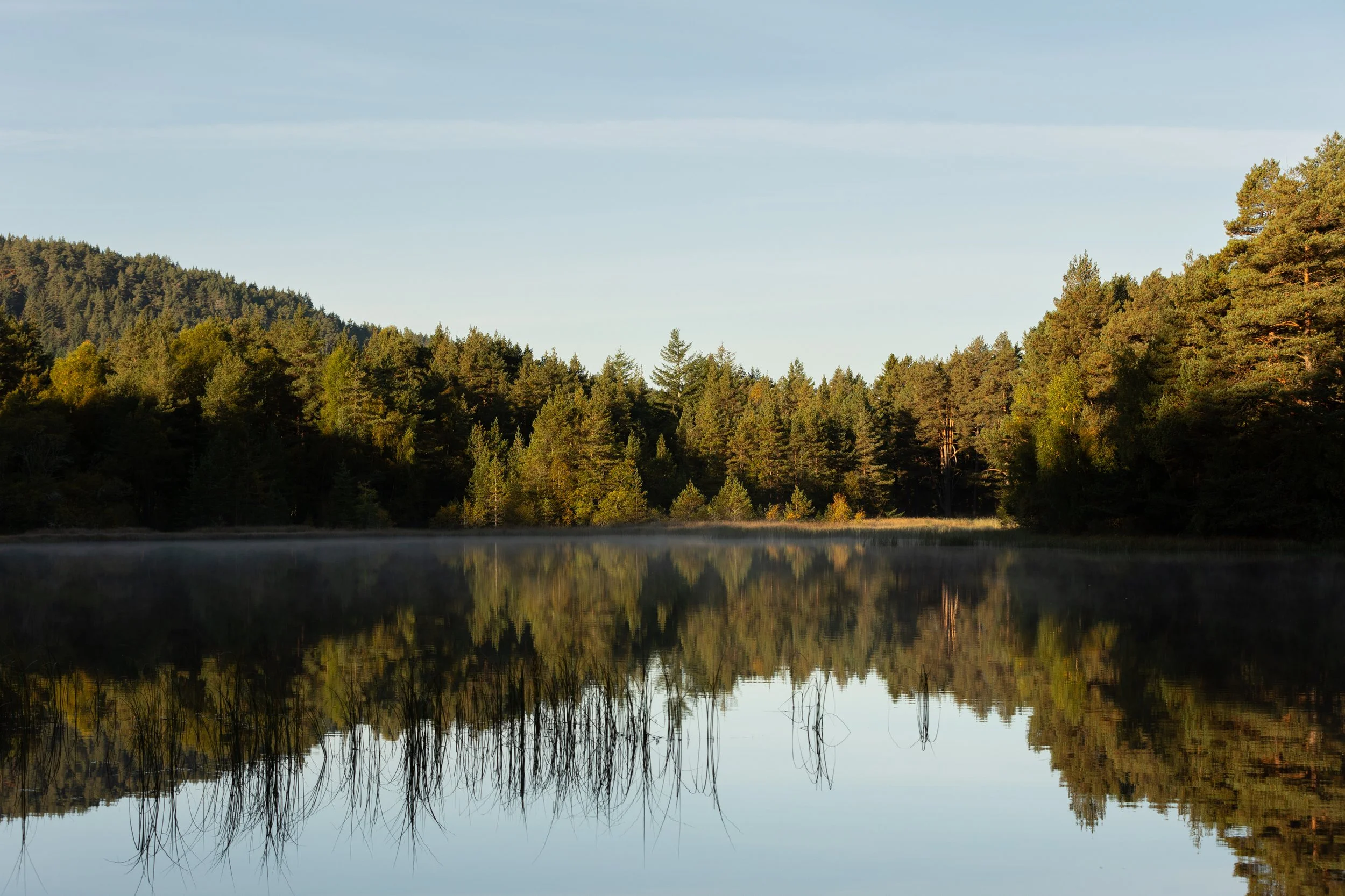Autumn Light in Royal Deeside — KATRINA STEWART