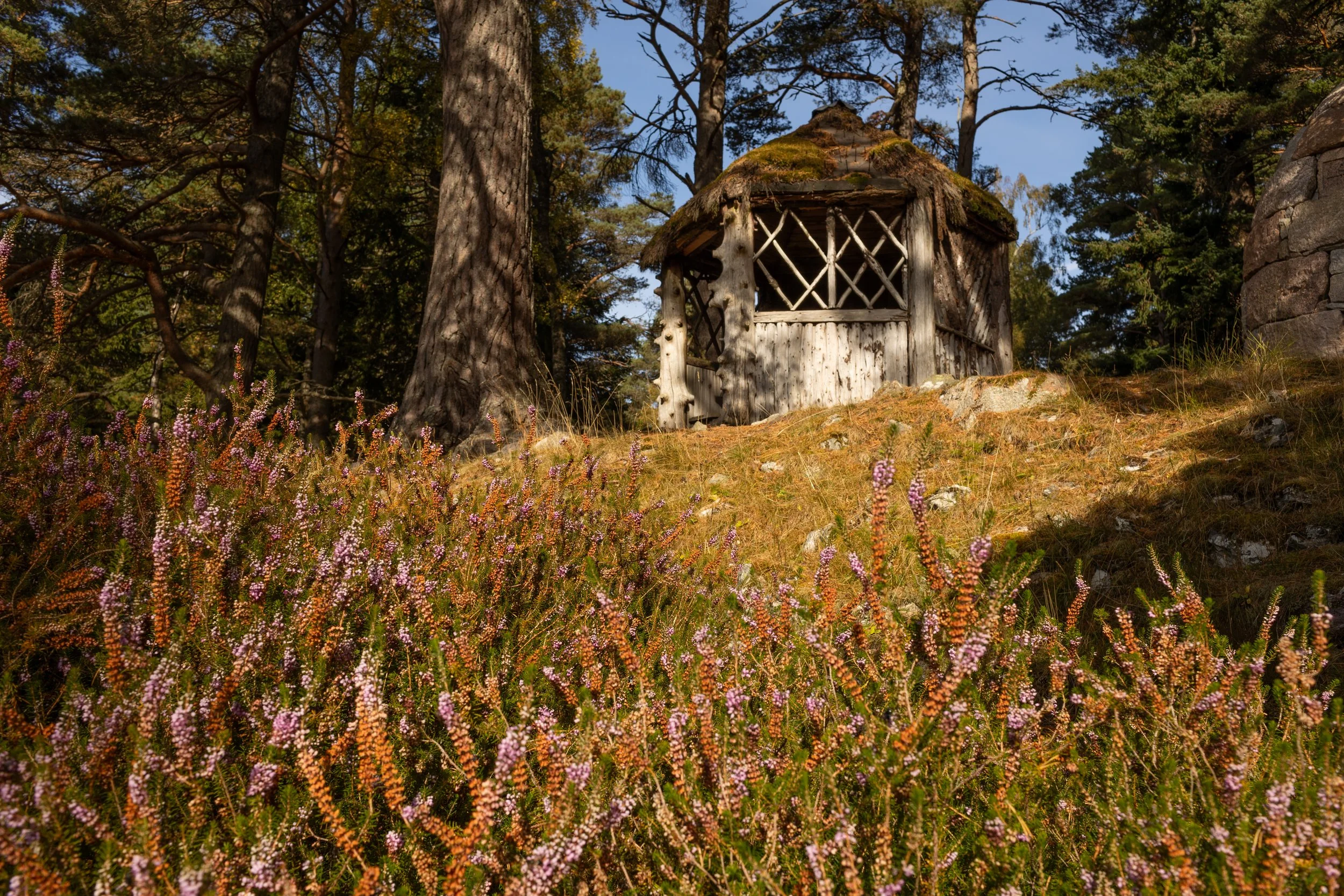 Autumn Light in Royal Deeside — KATRINA STEWART