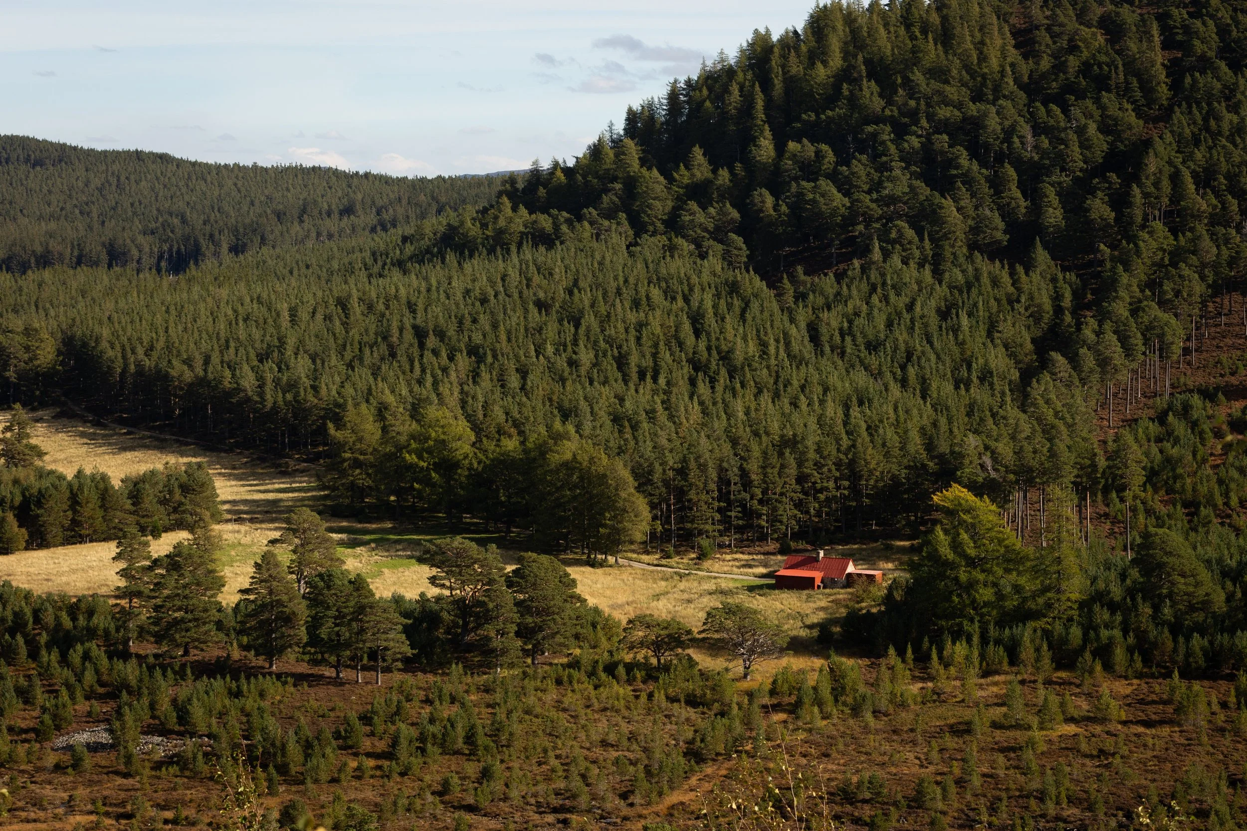 Autumn Light in Royal Deeside — KATRINA STEWART