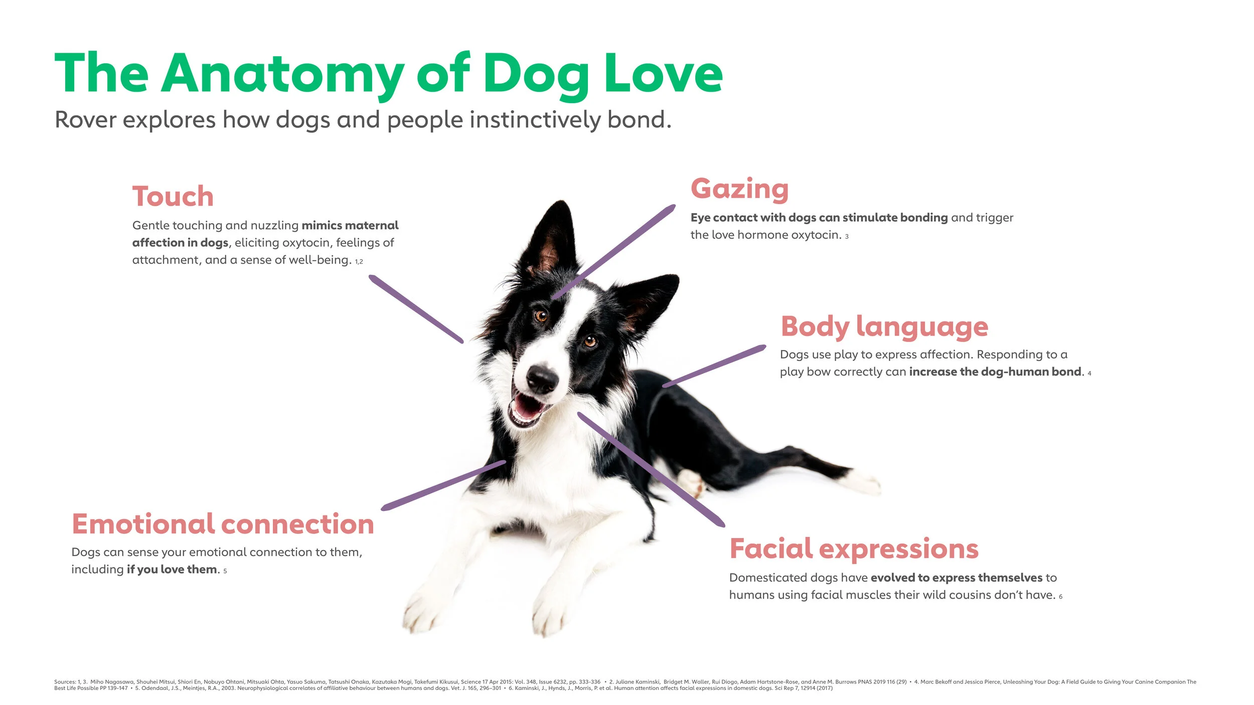 Can Dogs Sense Emotions