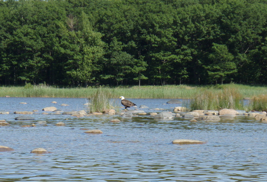 Birding — Port Austin Outdoor Adventure