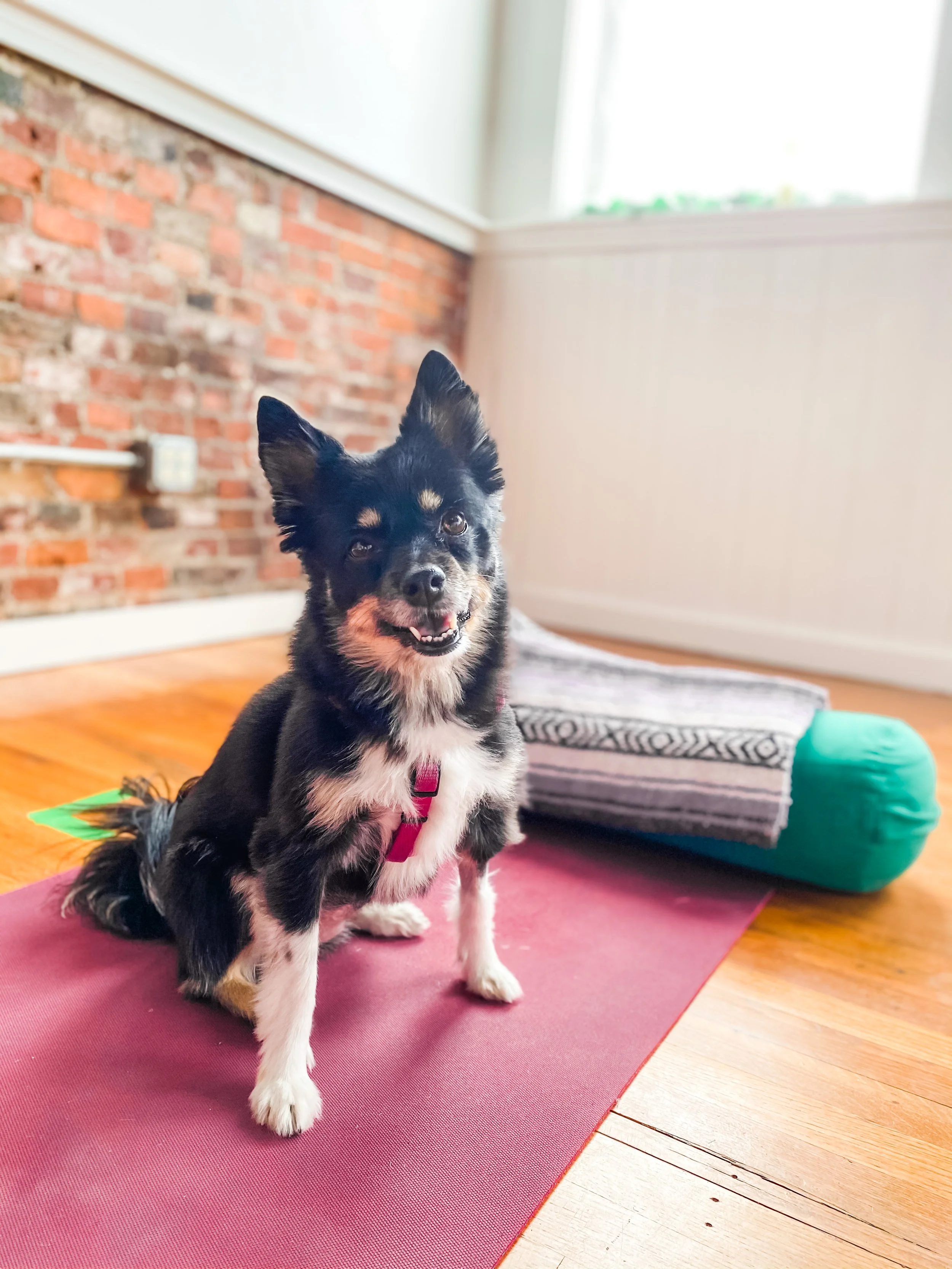 Our Team — The Yoga Tree