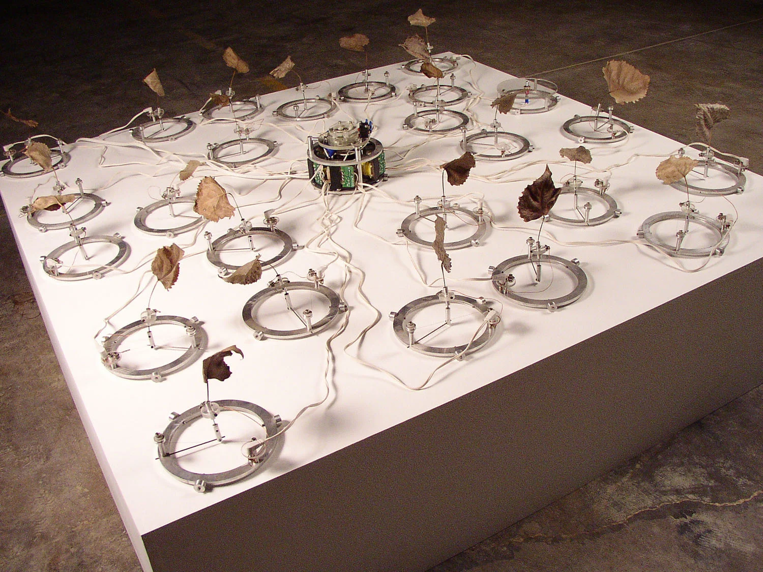 24 leaves — David Bowen