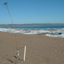 archive — David Bowen