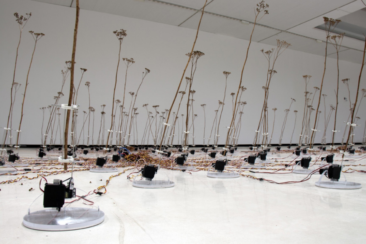 tele-present wind — David Bowen