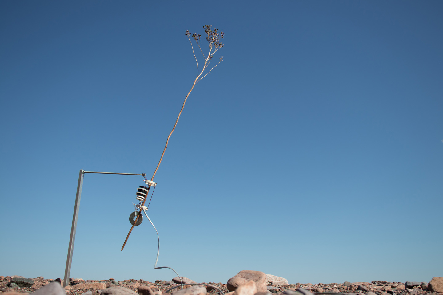 tele-present wind — David Bowen