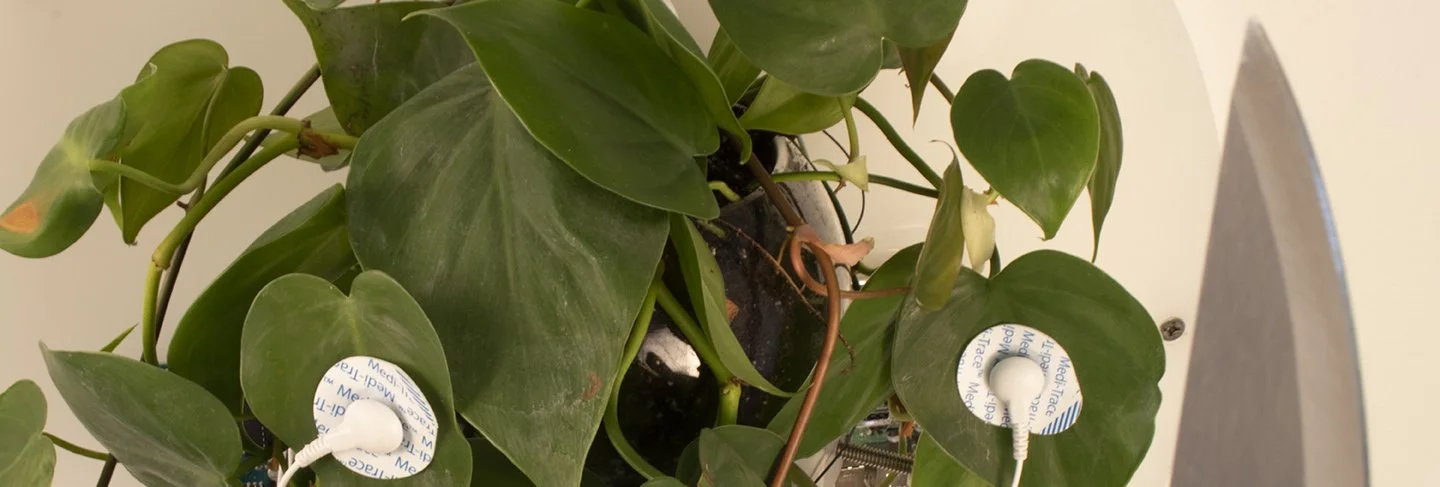 plant machete — David Bowen