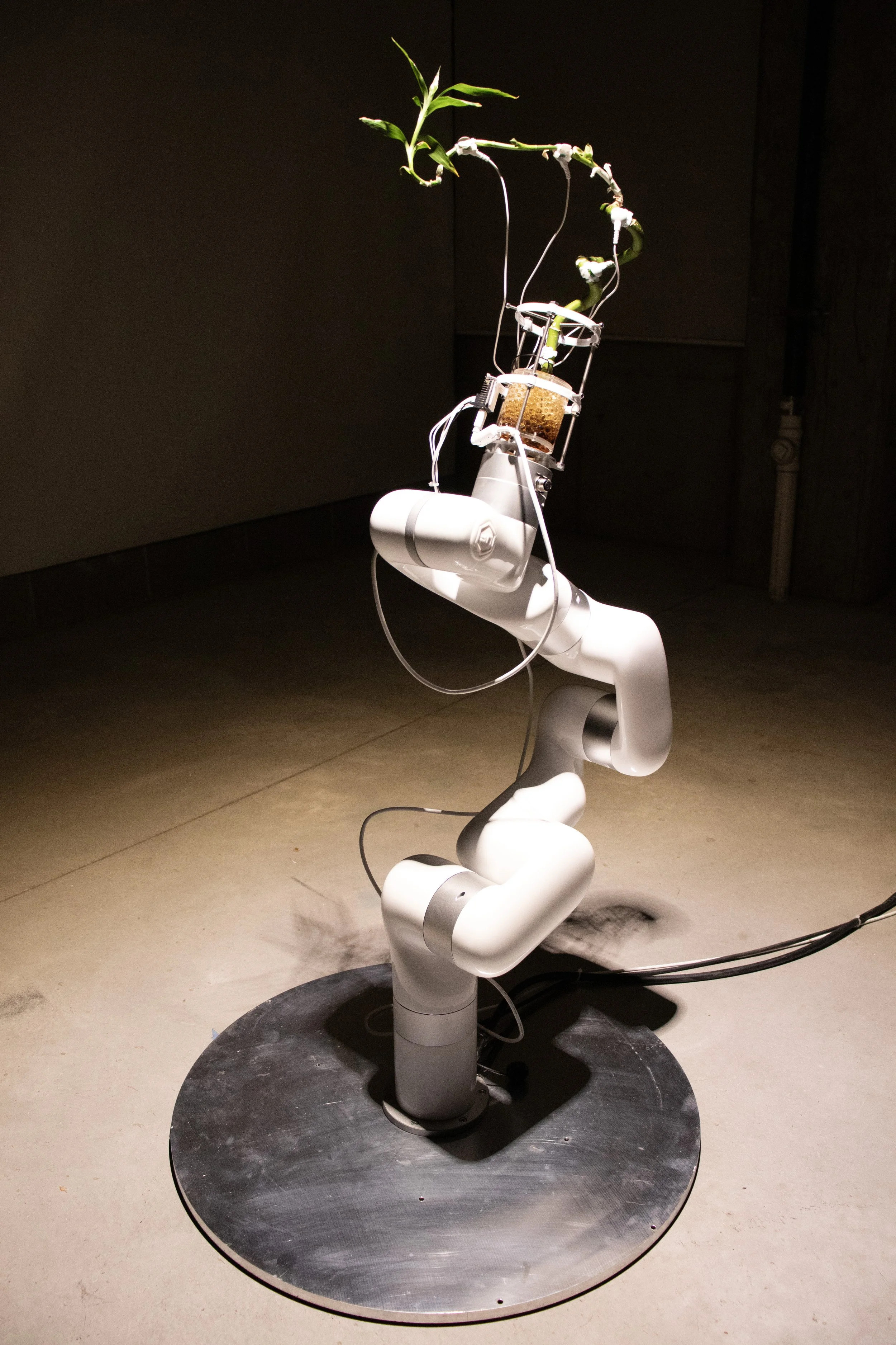 bamboo bot — David Bowen