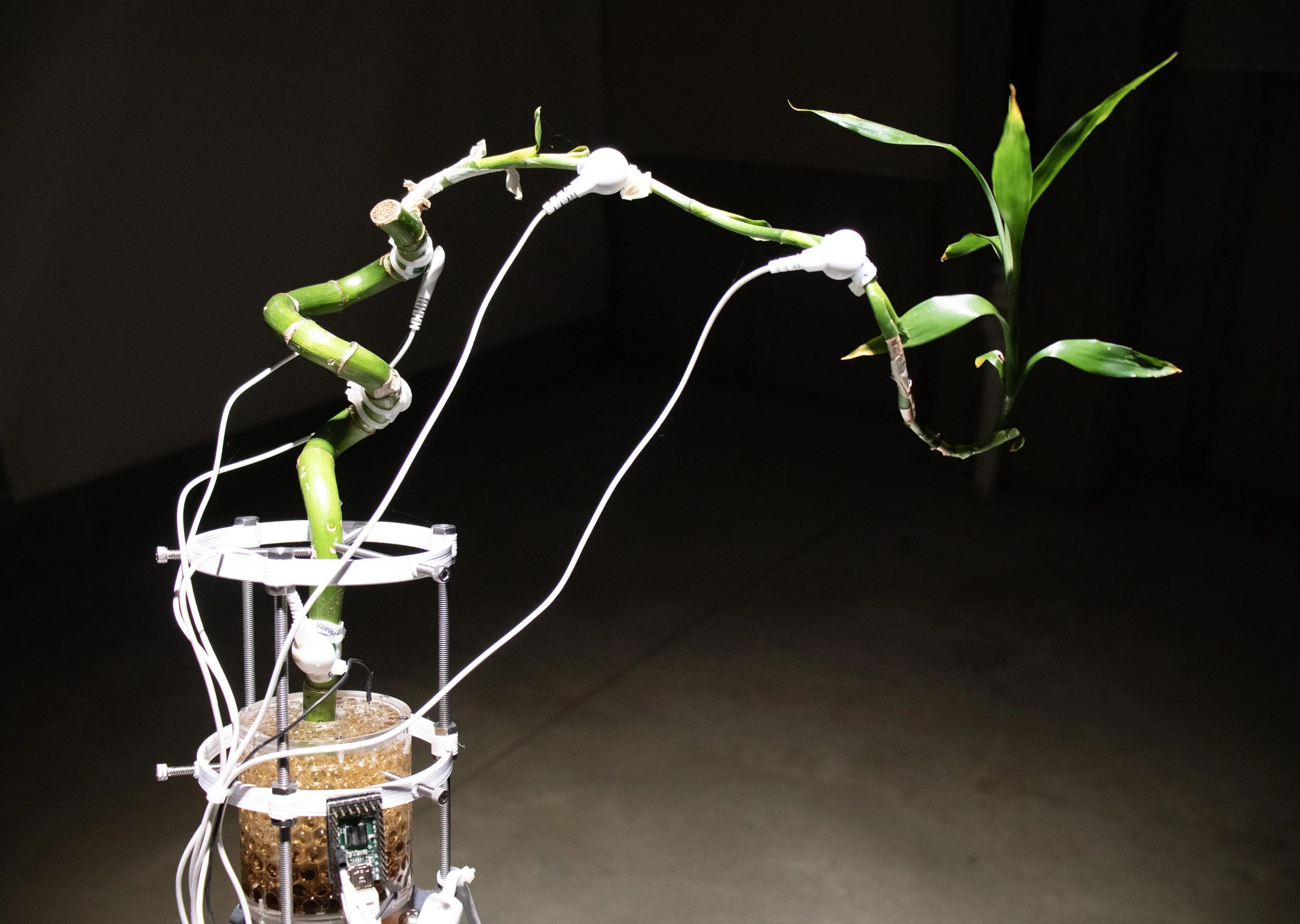 bamboo bot — David Bowen