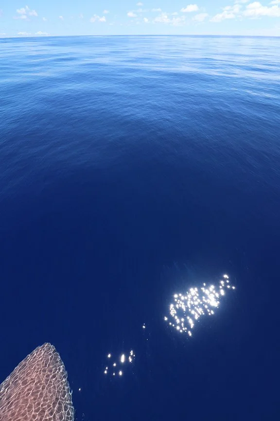 wilderness — David Bowen