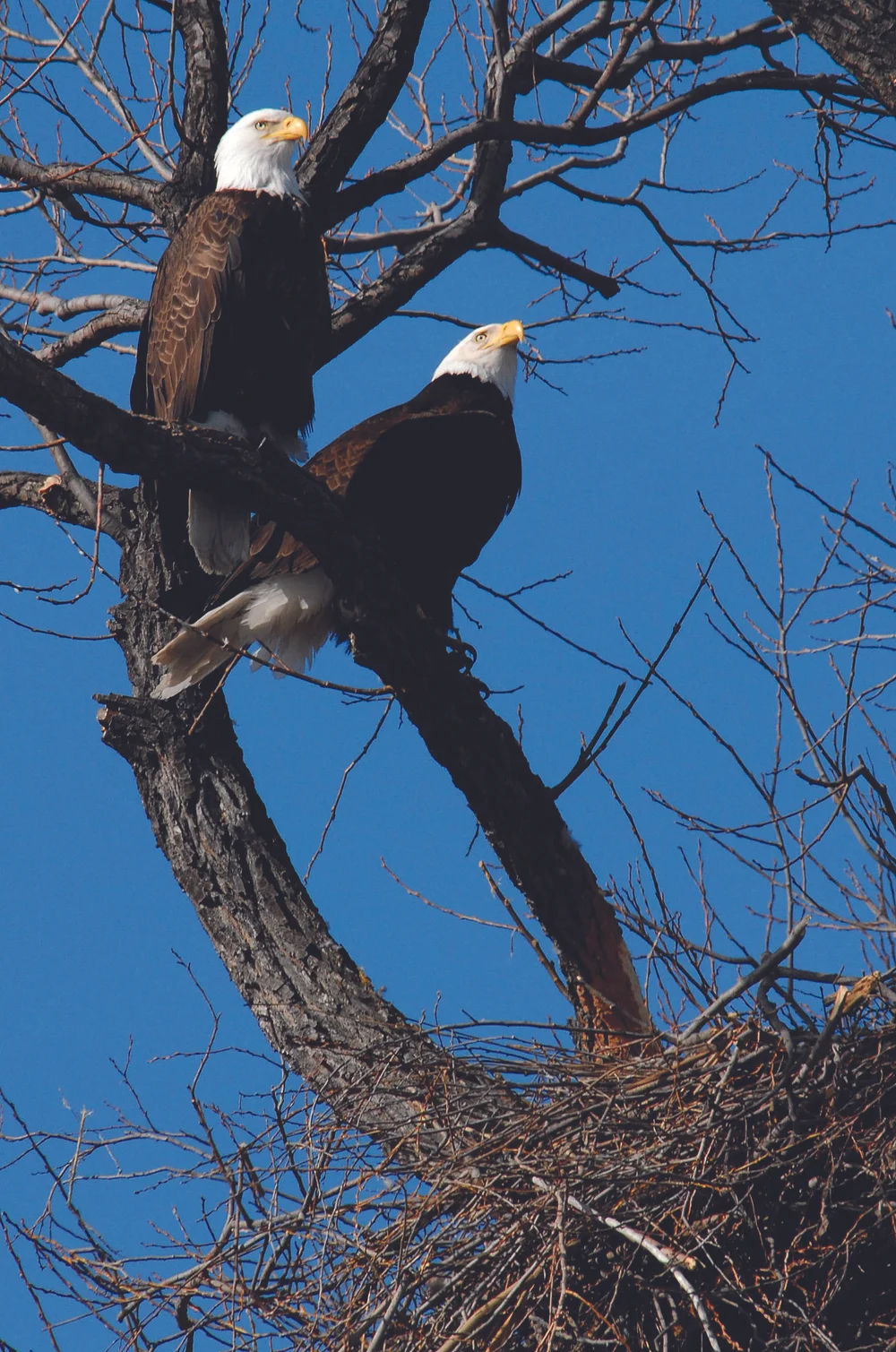 Wildlife Gallery Display — Walker Basin Conservancy
