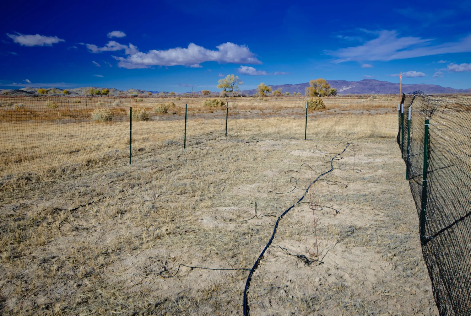 Restoration & Revegetation — Walker Basin Conservancy