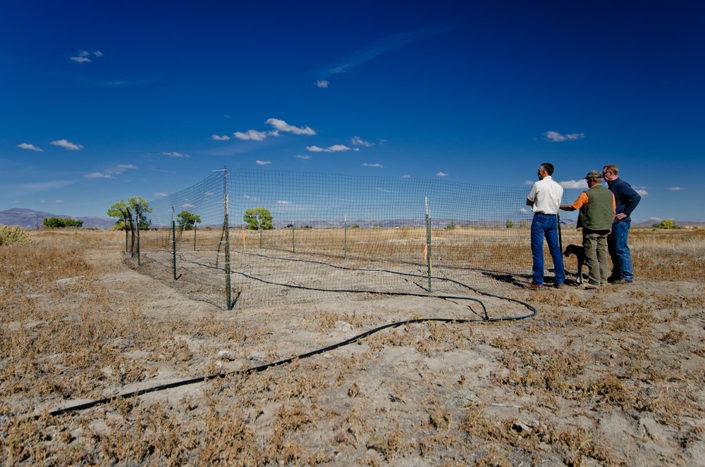Restoration & Revegetation — Walker Basin Conservancy