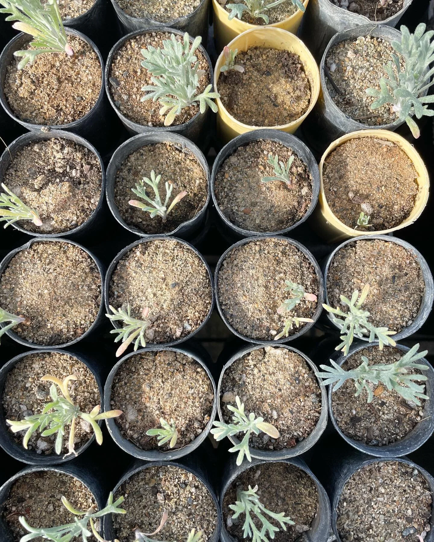 Multimedia — Walker Basin Conservancy