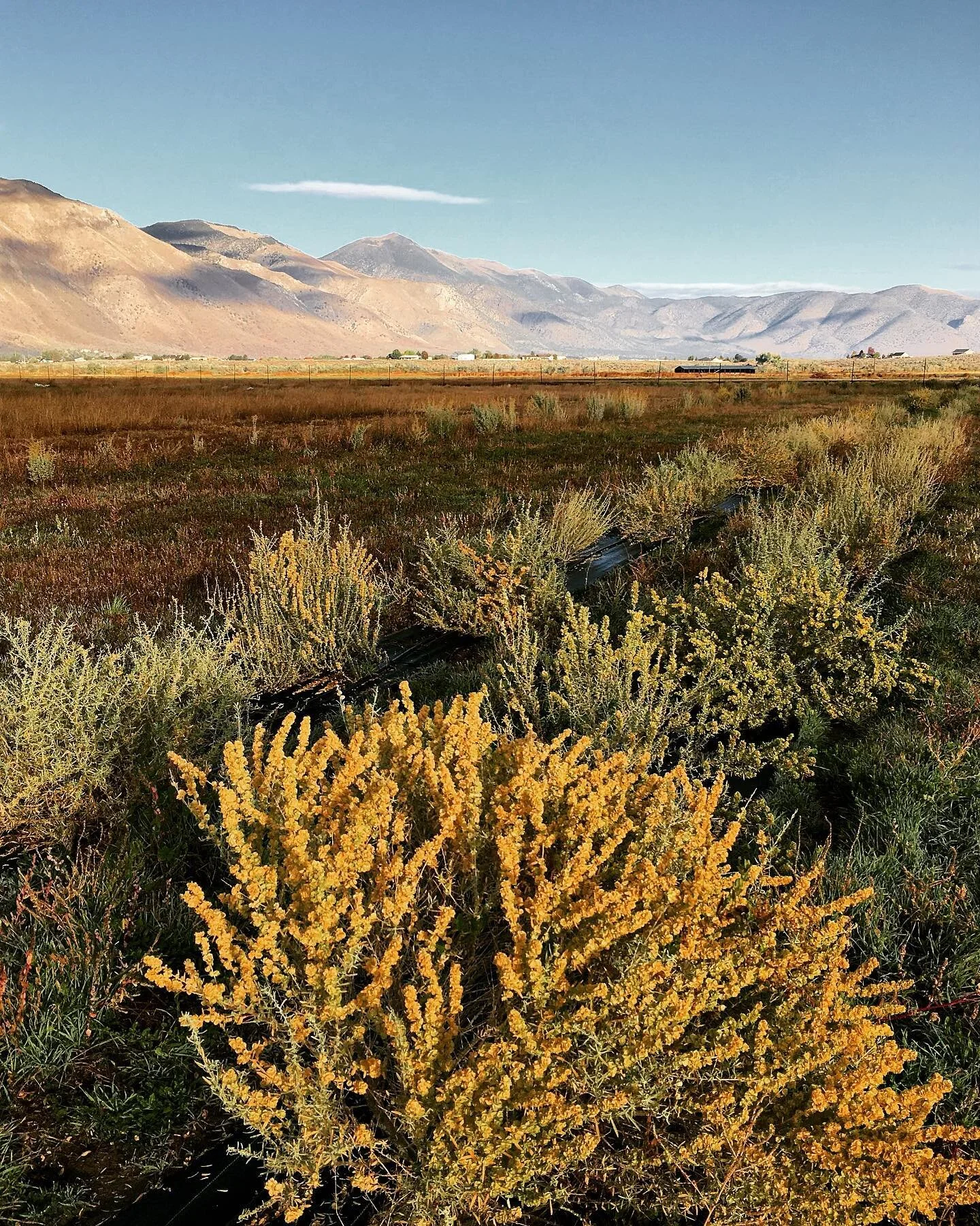 Walker Basin Conservancy