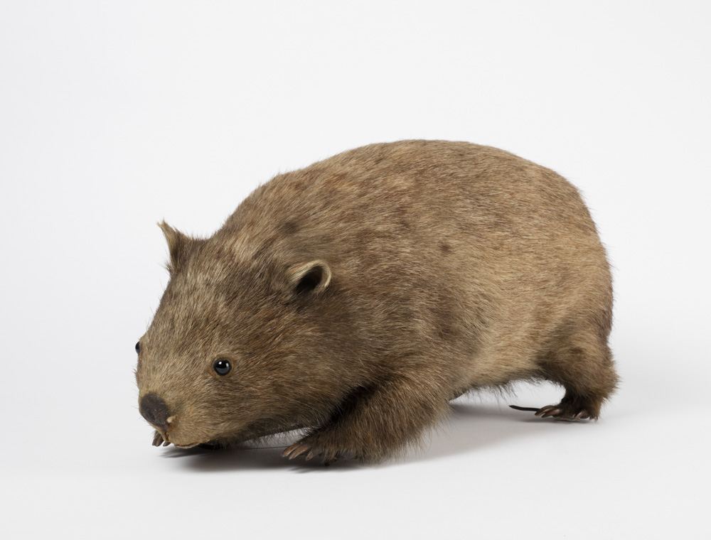 Taxidermy — TINA FIVEASH | PHOTO ARTIST