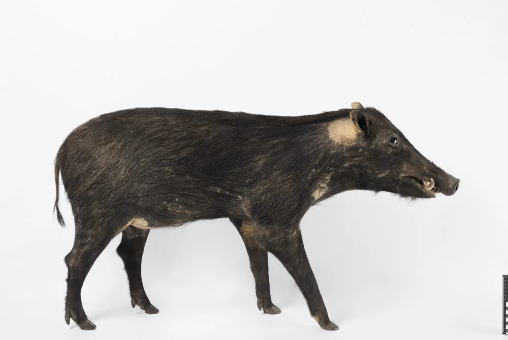 Taxidermy — TINA FIVEASH | PHOTO ARTIST