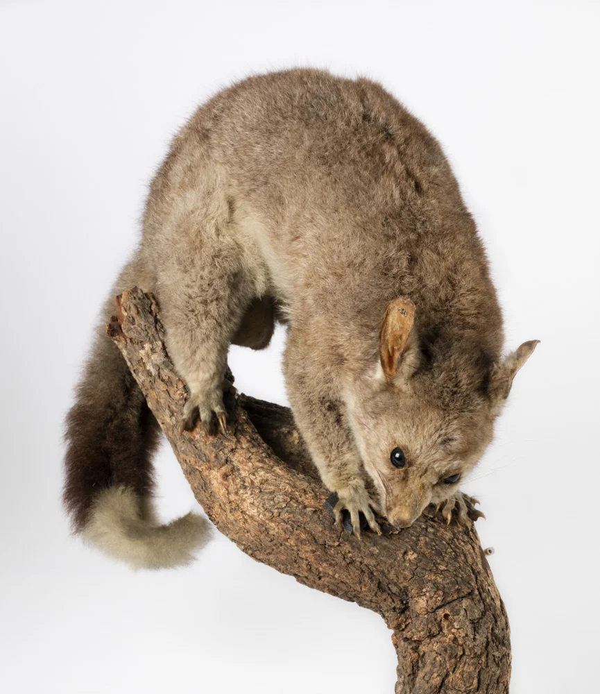 Taxidermy — TINA FIVEASH | PHOTO ARTIST