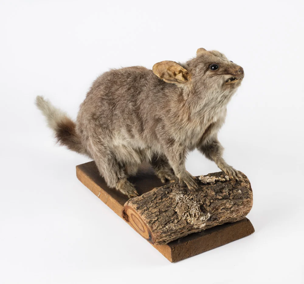 Taxidermy — TINA FIVEASH | PHOTO ARTIST