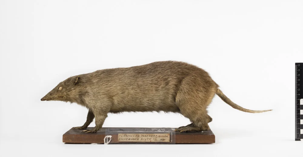 Taxidermy — TINA FIVEASH | PHOTO ARTIST