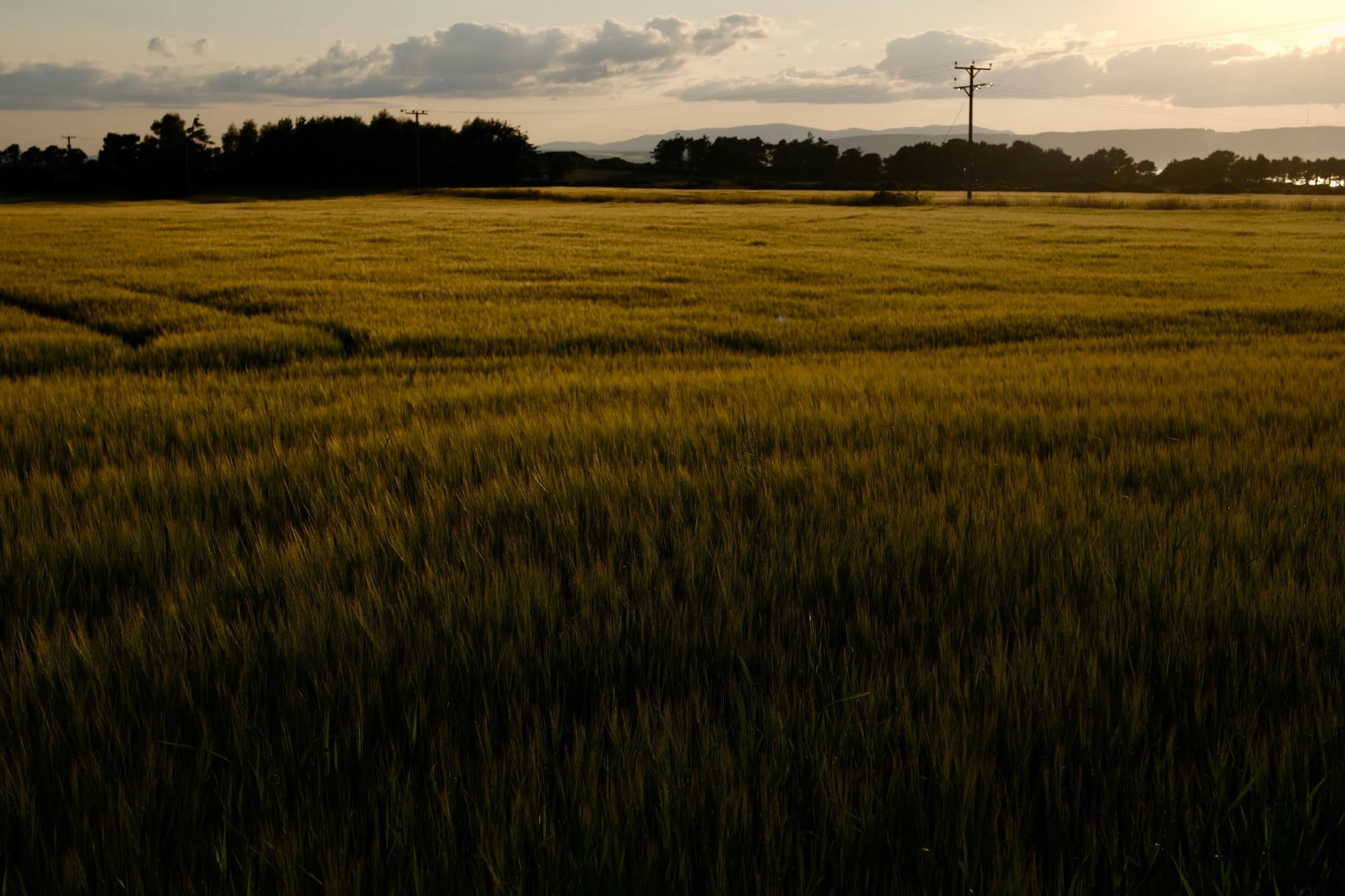 Alexander Williamson