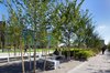 Channel Center Parks — Halvorson | Tighe & Bond Studio