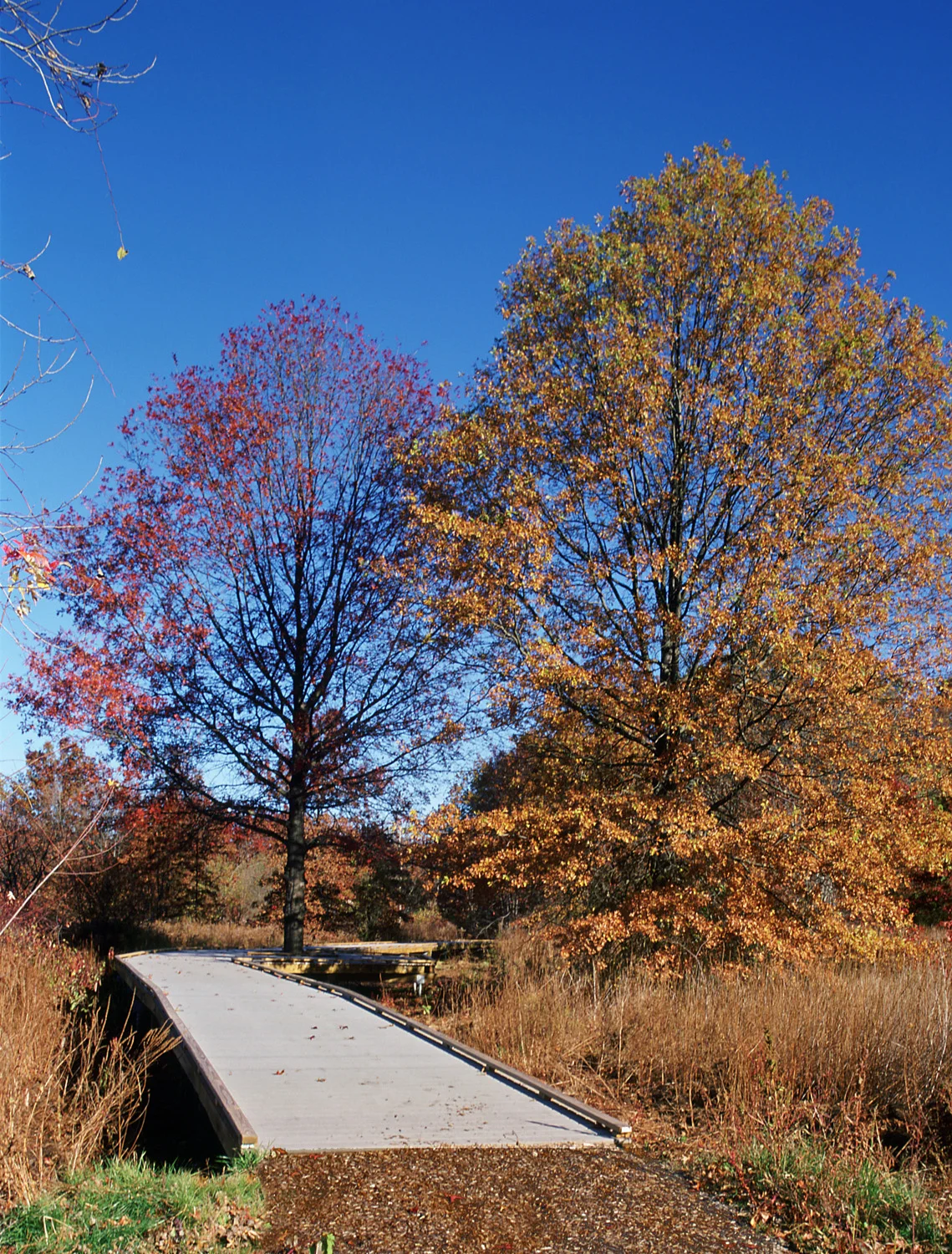 Boston Nature Center — Halvorson | Tighe & Bond Studio