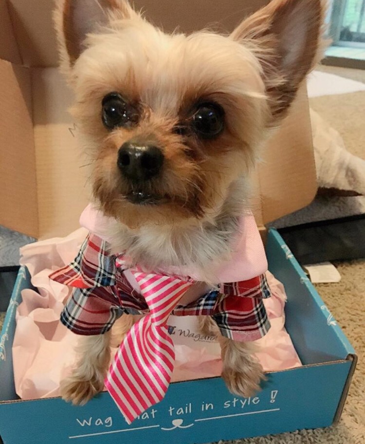 Wagdrobe - Happy Waggers — Wagdrobe - Pet Fashion Surprise Box that's ...