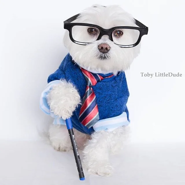 Wagdrobe - Happy Waggers — Wagdrobe - Pet Fashion Surprise Box that's ...