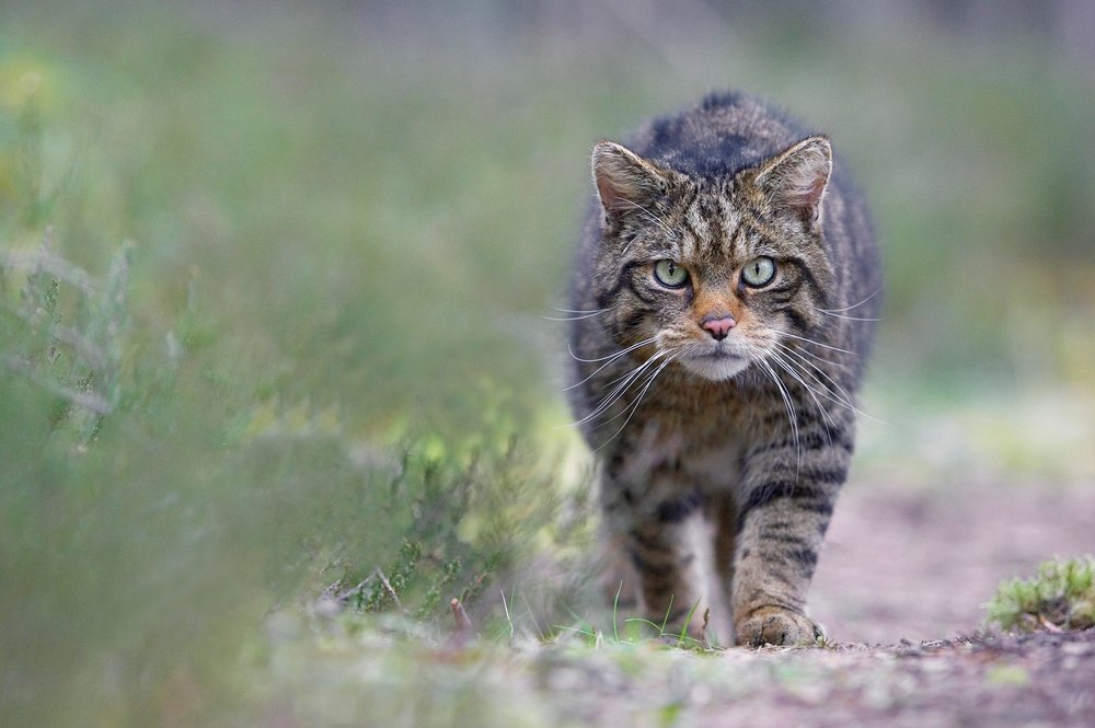 Saving the Scottish Wildcat — Midas Media