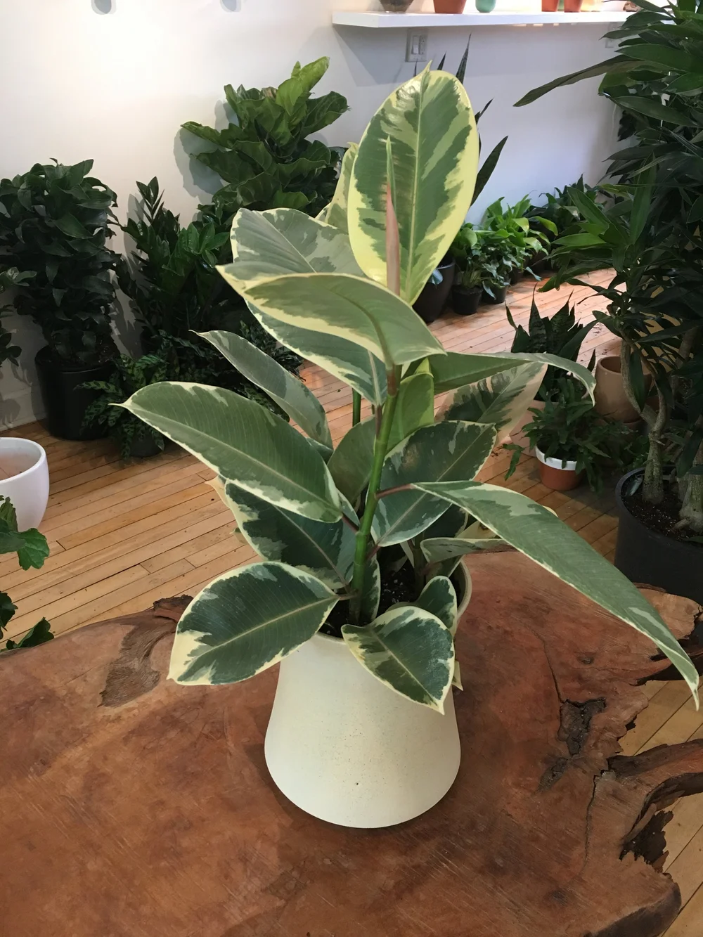 Ten Plants to Elevate Your Indoor Jungle — STUMP PLANTS · WARES · COMMUNITY