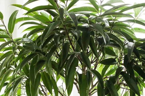 Learn All About Ficus Trees — STUMP PLANTS · WARES · COMMUNITY