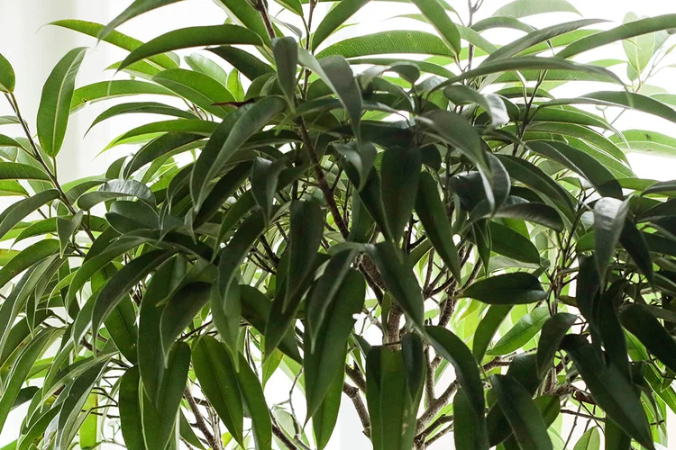 Learn All About Ficus Trees — STUMP PLANTS · WARES · COMMUNITY