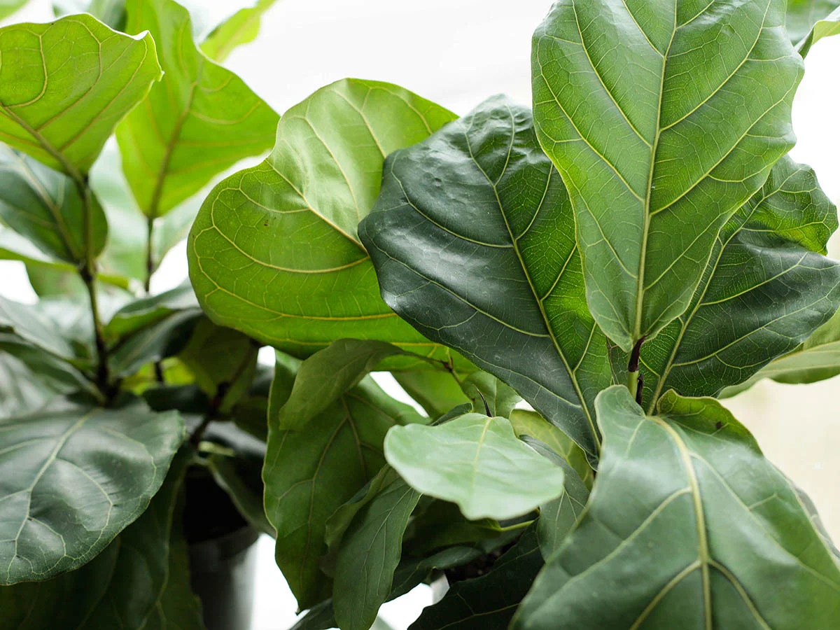 Learn All About Ficus Trees — STUMP PLANTS · WARES · COMMUNITY
